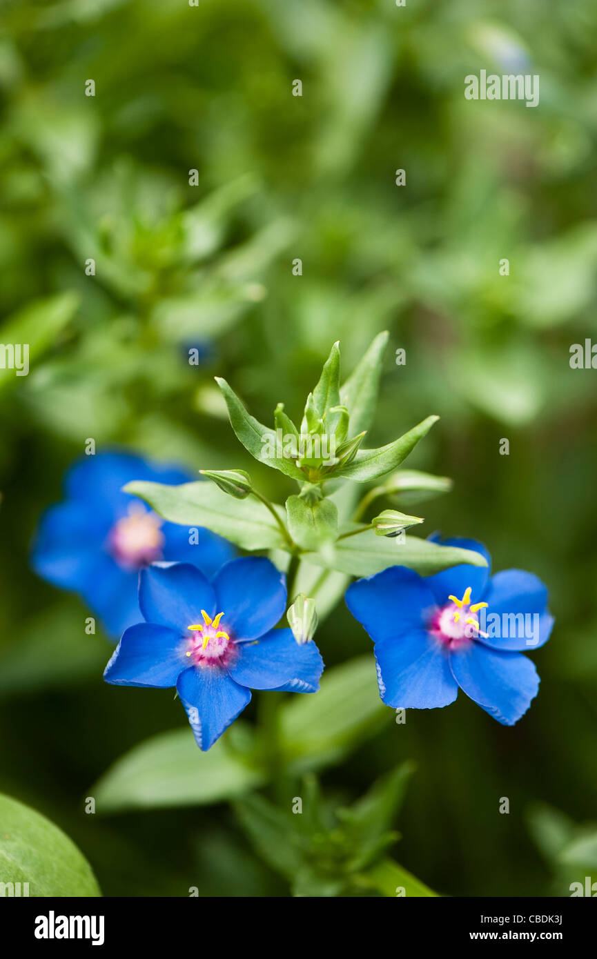 Anagallis, Blue Pimpernel, hardy annual in flower Stock Photo - Alamy