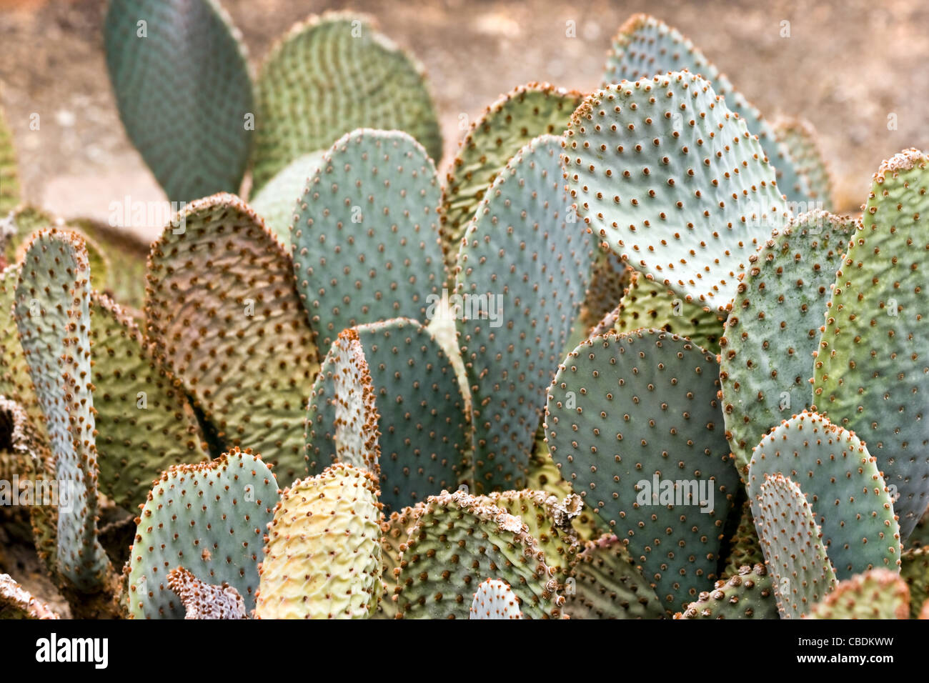 Big cactus growing in dry and sandy ground Stock Photo - Alamy