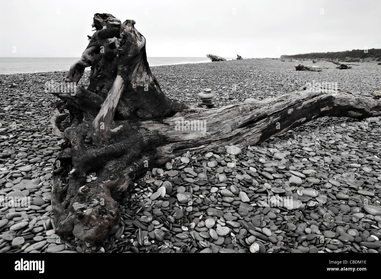 Rugged tree on shoreline Stock Photo - Alamy