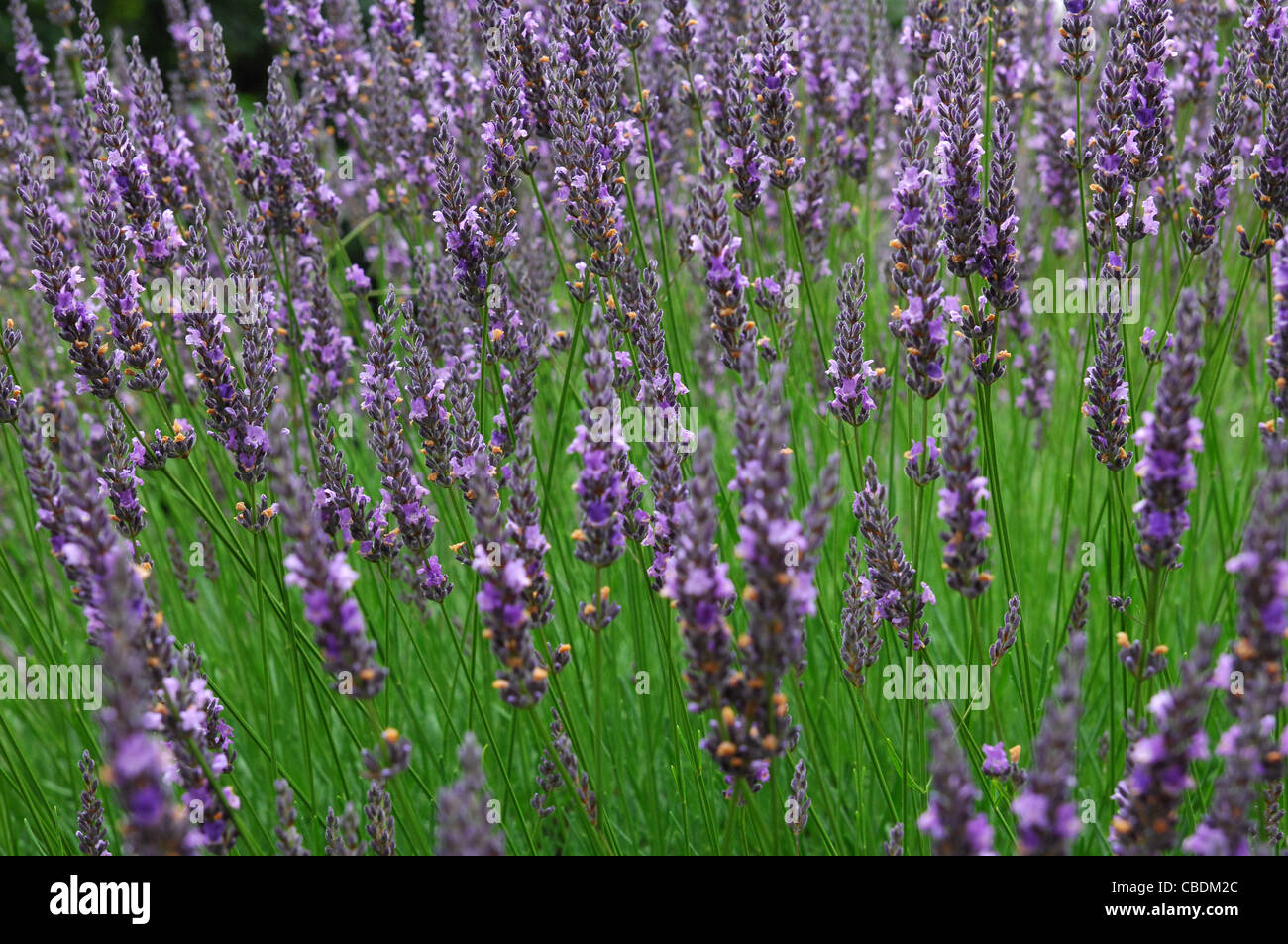 Purple flowers new zealand hi-res stock photography and images - Alamy