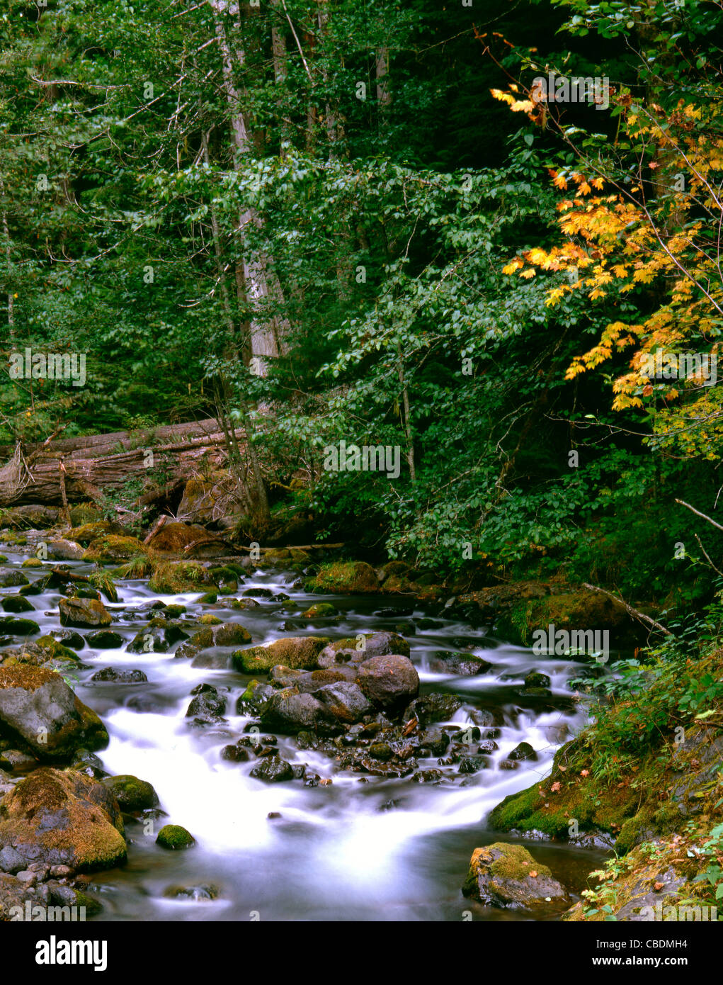 Scenic Quilcene River in the Olympic National Forest Stock Photo - Alamy