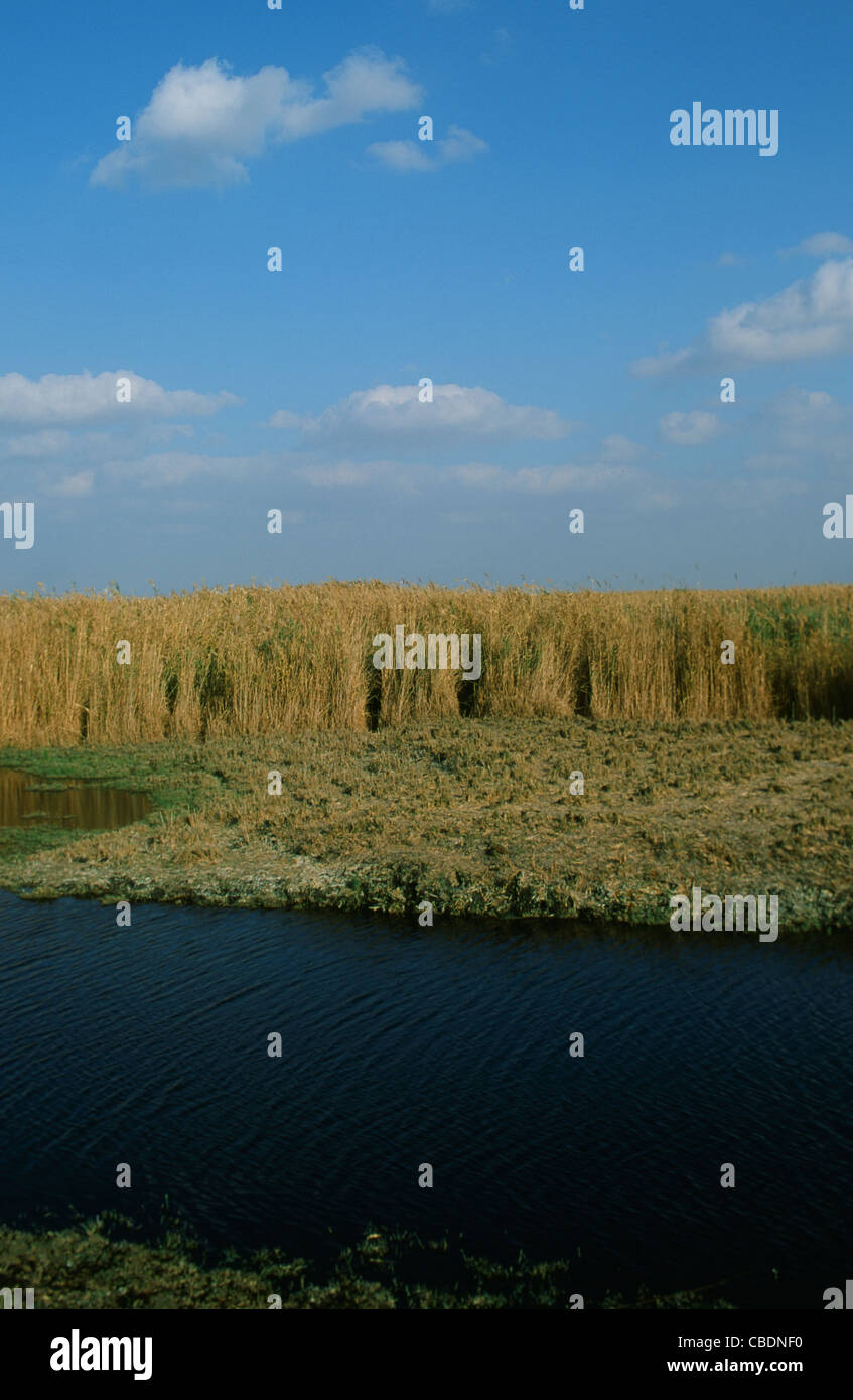 Azraq jordan nature reserve hi-res stock photography and images - Alamy