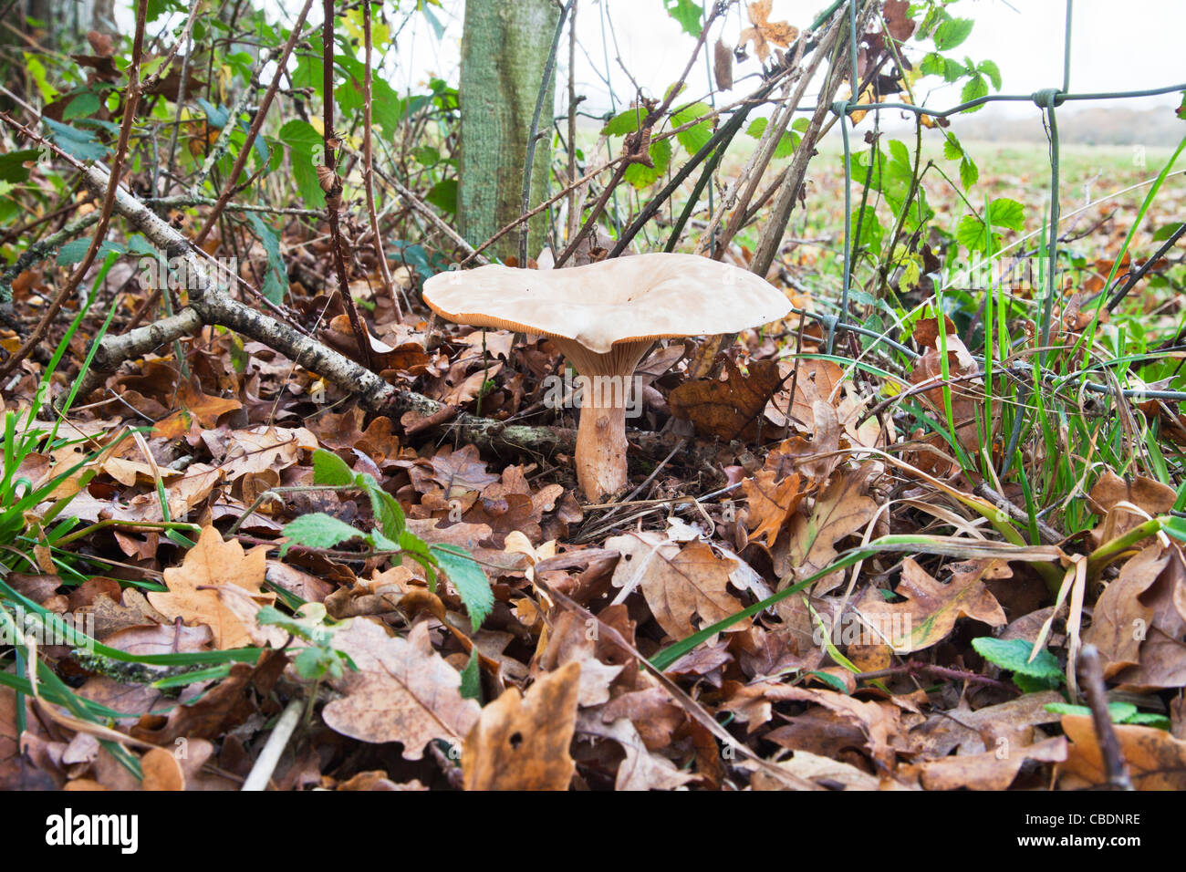 Large beige toadstool on a carpet of fallen oak leaves in the autumn ...