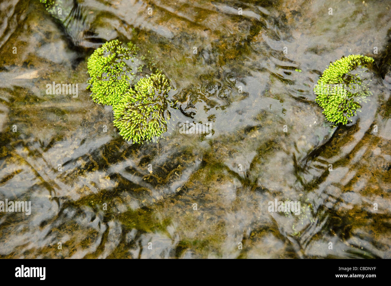 Moss in detail hi-res stock photography and images - Alamy
