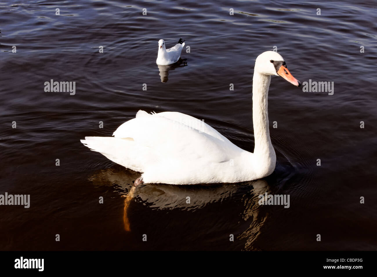 A white swan and a seagull bright against the dark water of a European ...