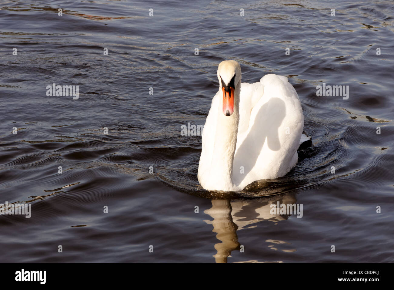 Gliding swan hi-res stock photography and images - Alamy