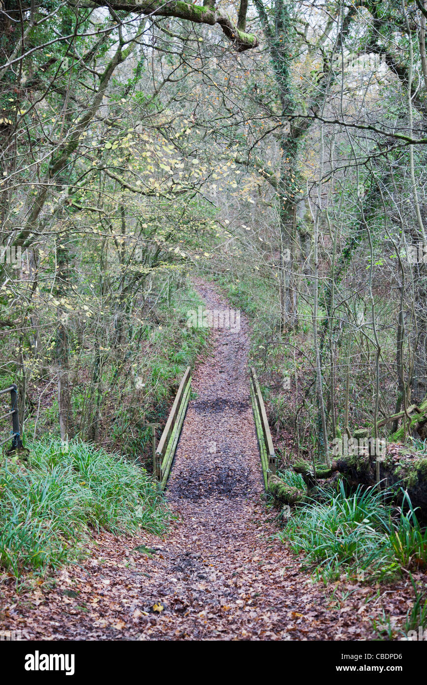 footbridge, autumn, Vann Lake nature reserve, Ockley, Surrey, England ...