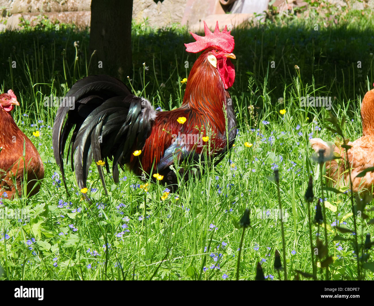 Rooster, cockerel, cock on a organic farm, agriculture Stock Photo - Alamy