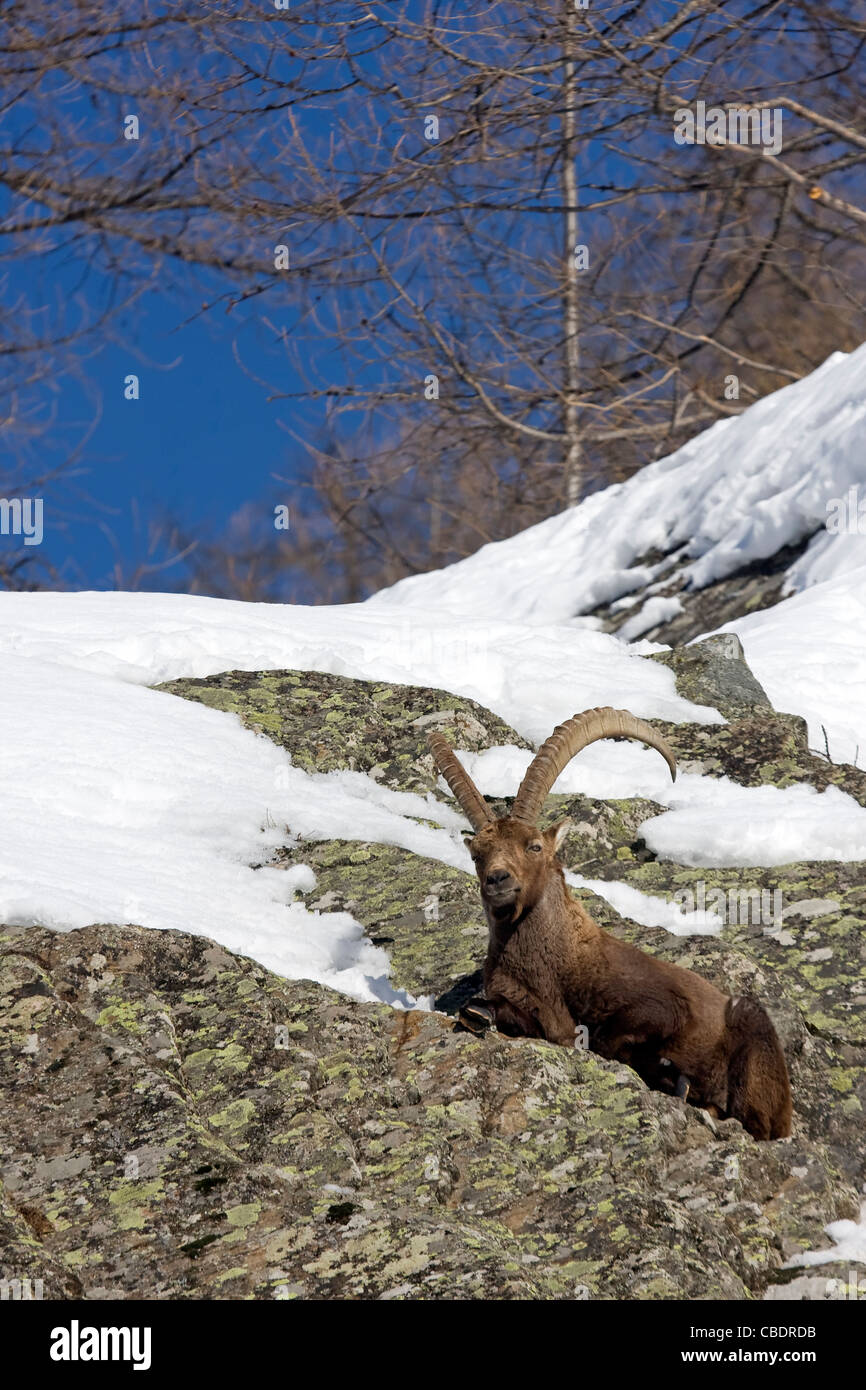 Capra ibex lying hi-res stock photography and images - Alamy