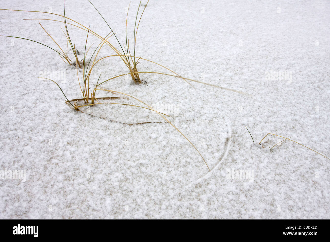 Marram grass landscape hi-res stock photography and images - Alamy