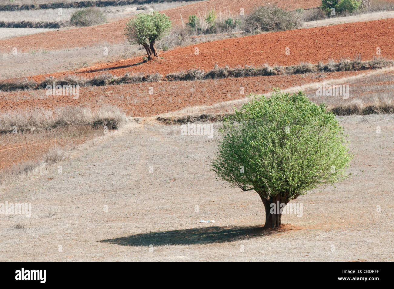 Myanmar tree hi-res stock photography and images - Alamy