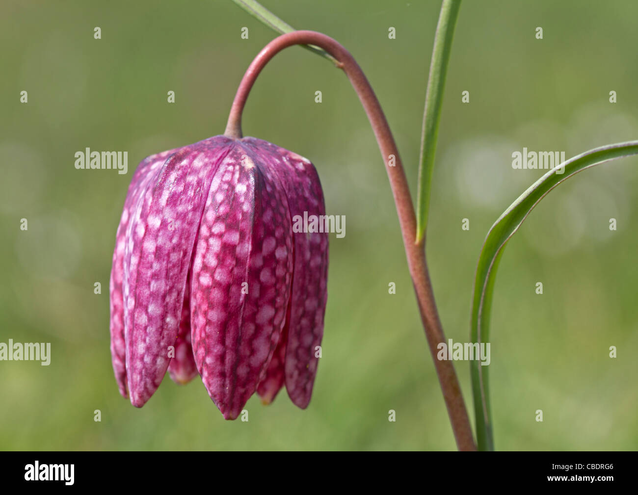 Checkered daffodil (Fritillaria meleagris Stock Photo - Alamy