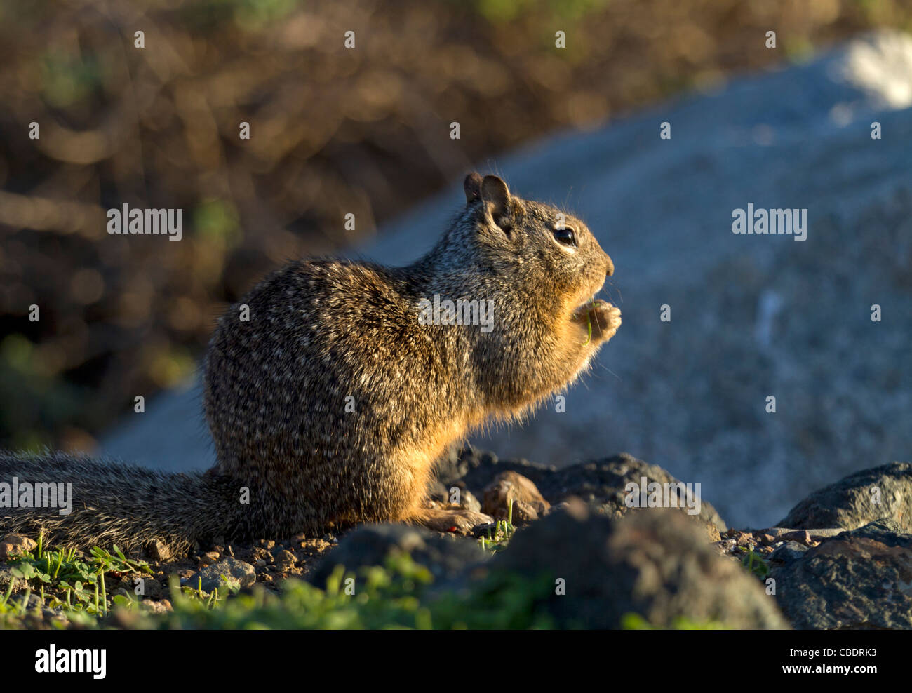 Ground squirrel (Marmotini Stock Photo - Alamy