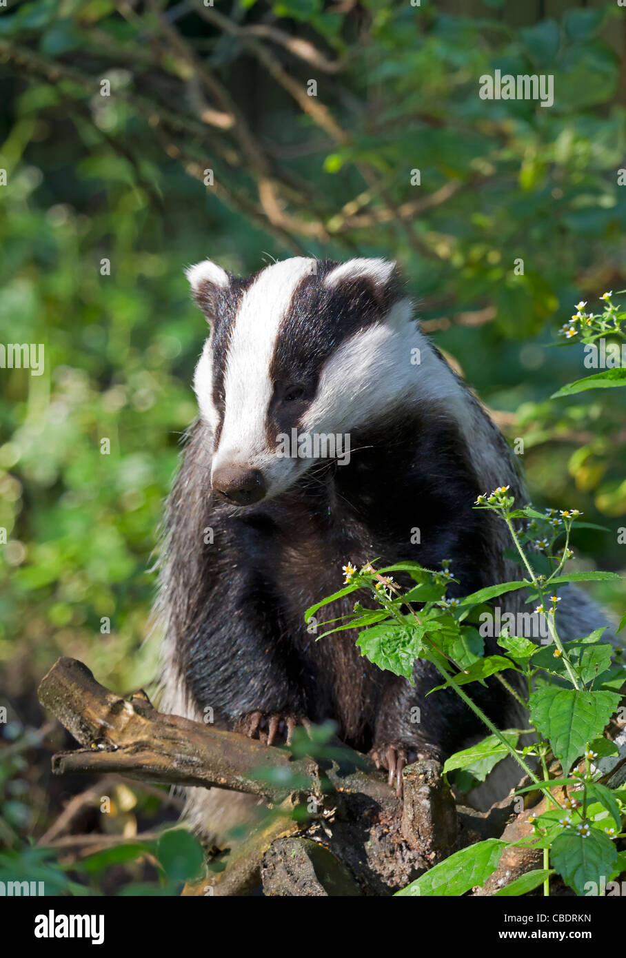European badger (Meles meles Stock Photo - Alamy