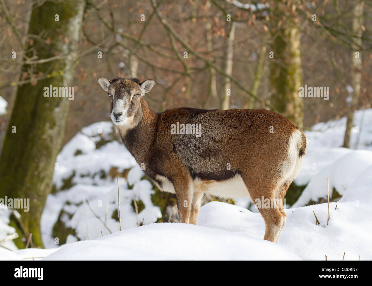 Moufflon (Ovis orientalis musimon Stock Photo - Alamy