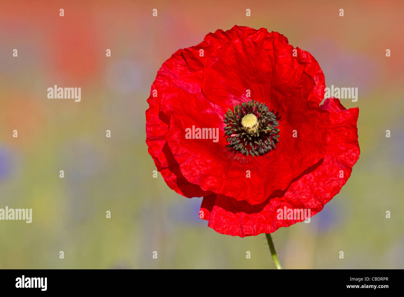 Mohnblumen blueten hi-res stock photography and images - Alamy