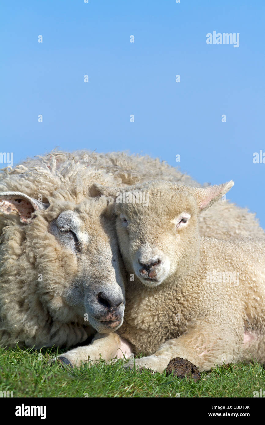 Domestic sheep with young animal (Ovis orientalis aries Stock Photo - Alamy