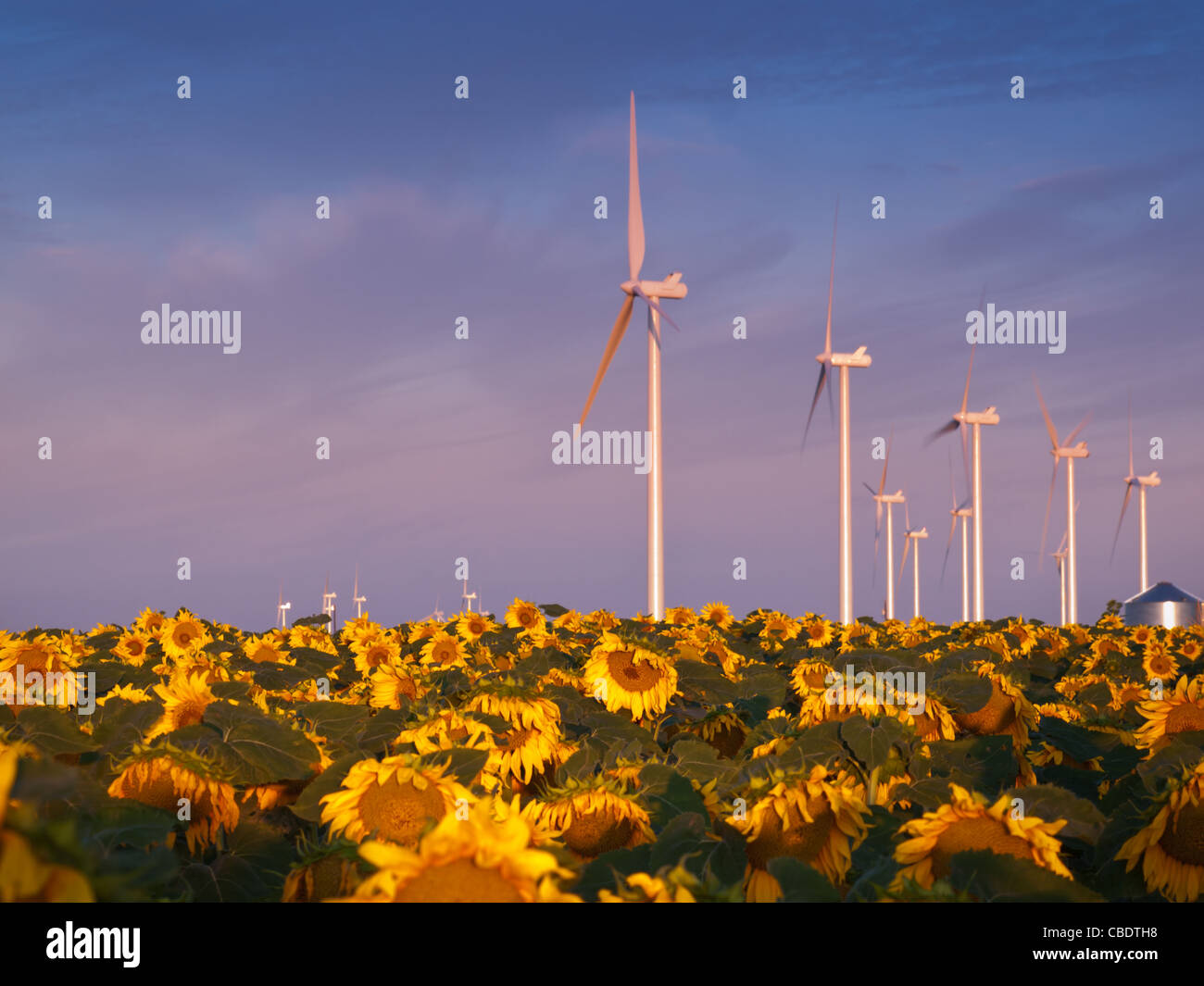 Wind turbines over a beautiful sunflowers field in Limon, Colorado ...