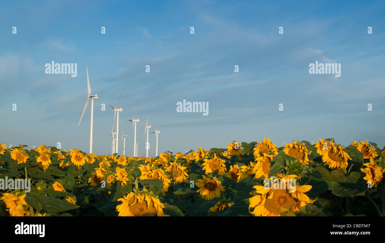 Wind turbines over a beautiful sunflowers field in Limon, Colorado ...