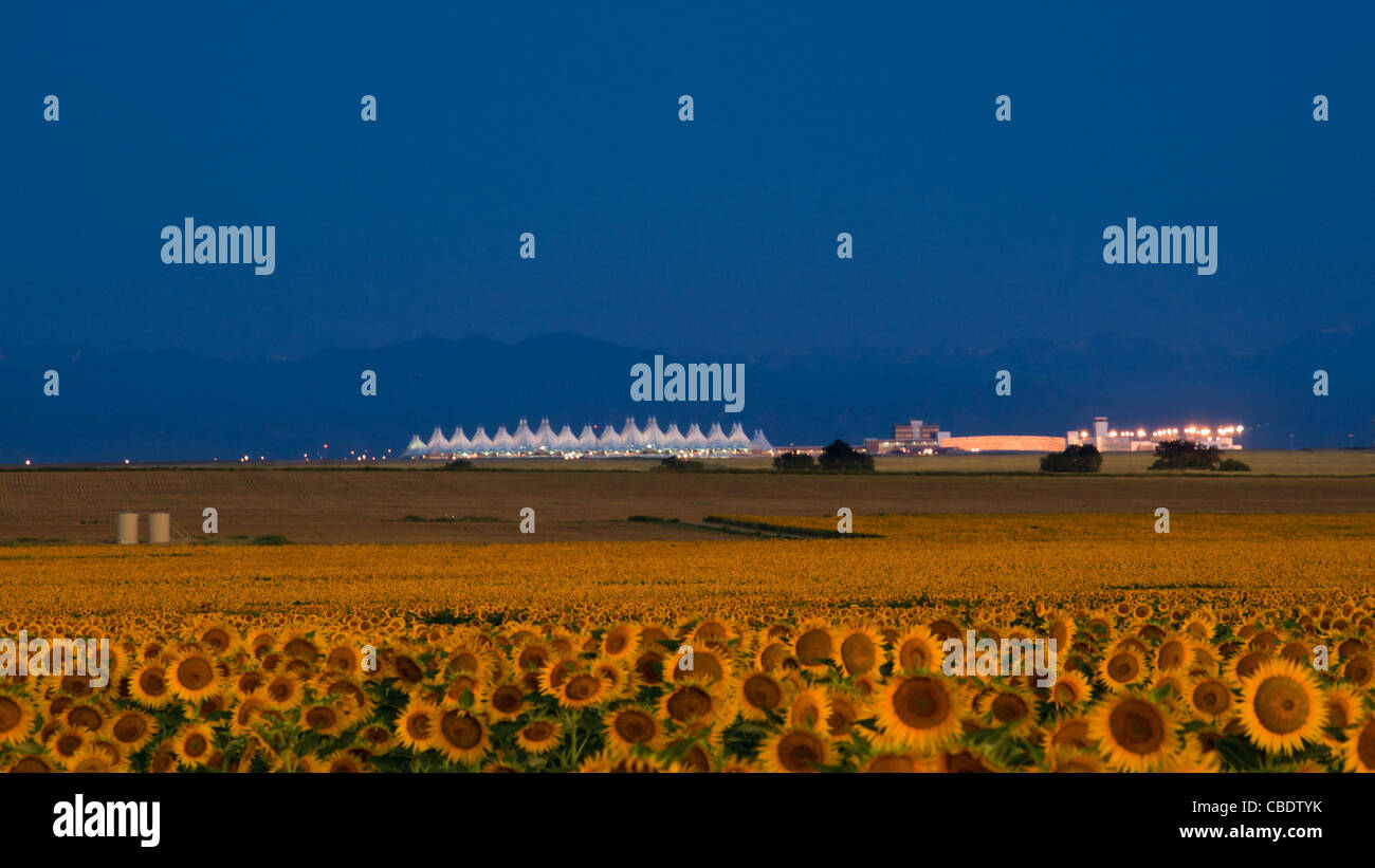 Sunflower field with Denver International Airport in the background ...