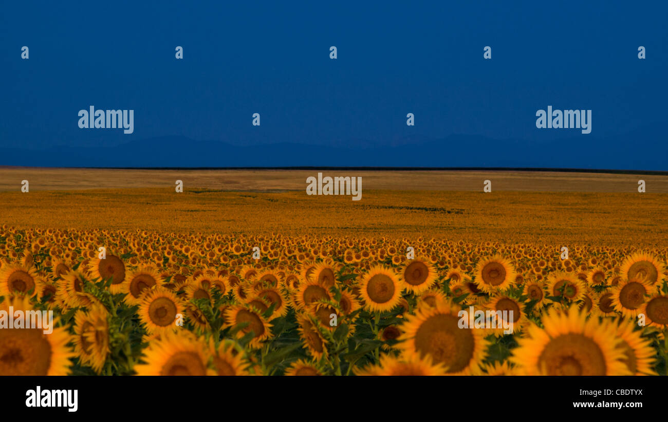 Sunflower field at Sunrise in Colorado Stock Photo - Alamy