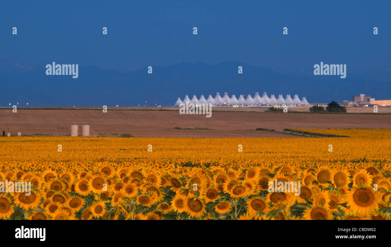 Sunflower field with Denver International Airport in the background ...