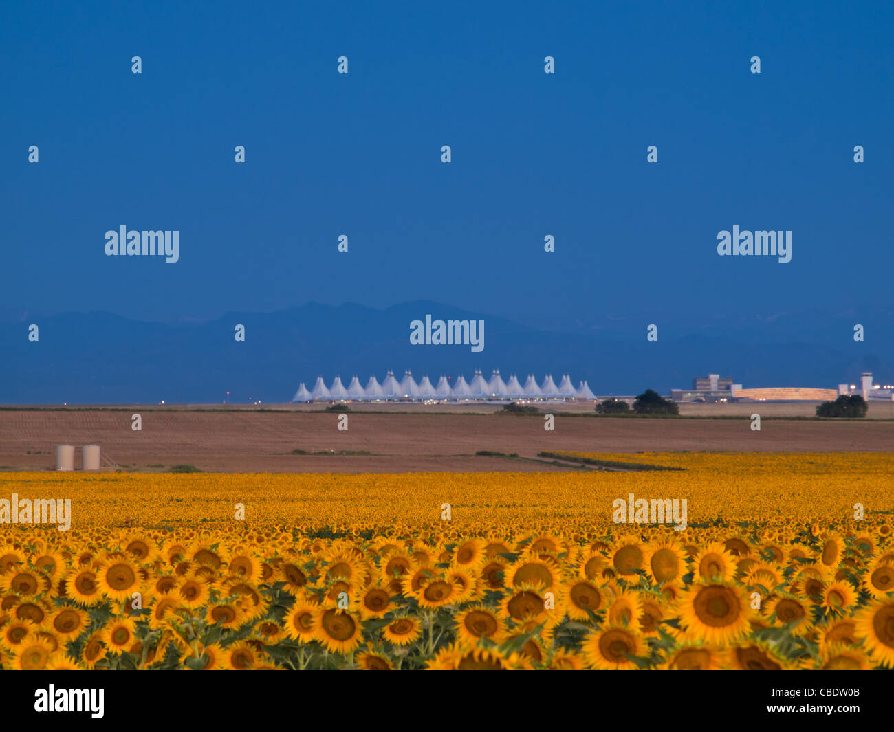 Sunflower field with Denver International Airport in the background ...