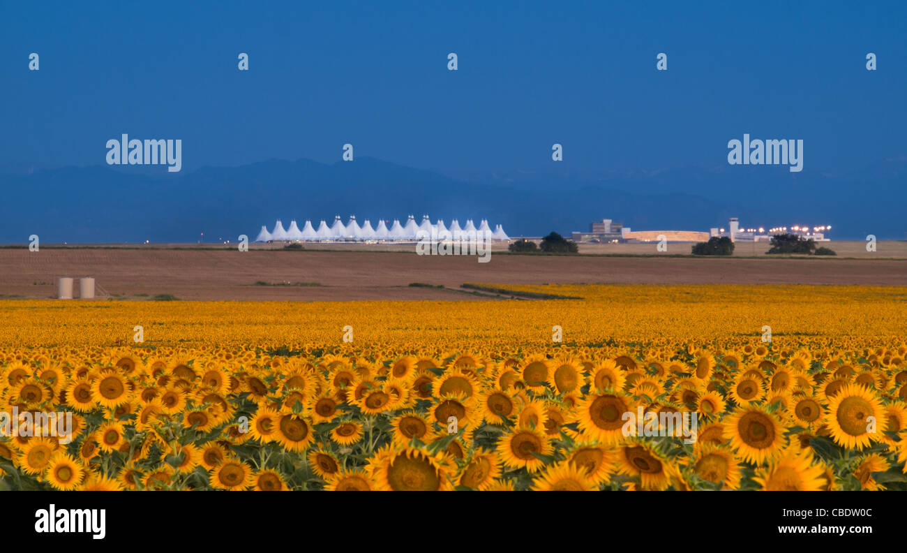 Sunflower field with Denver International Airport in the background ...