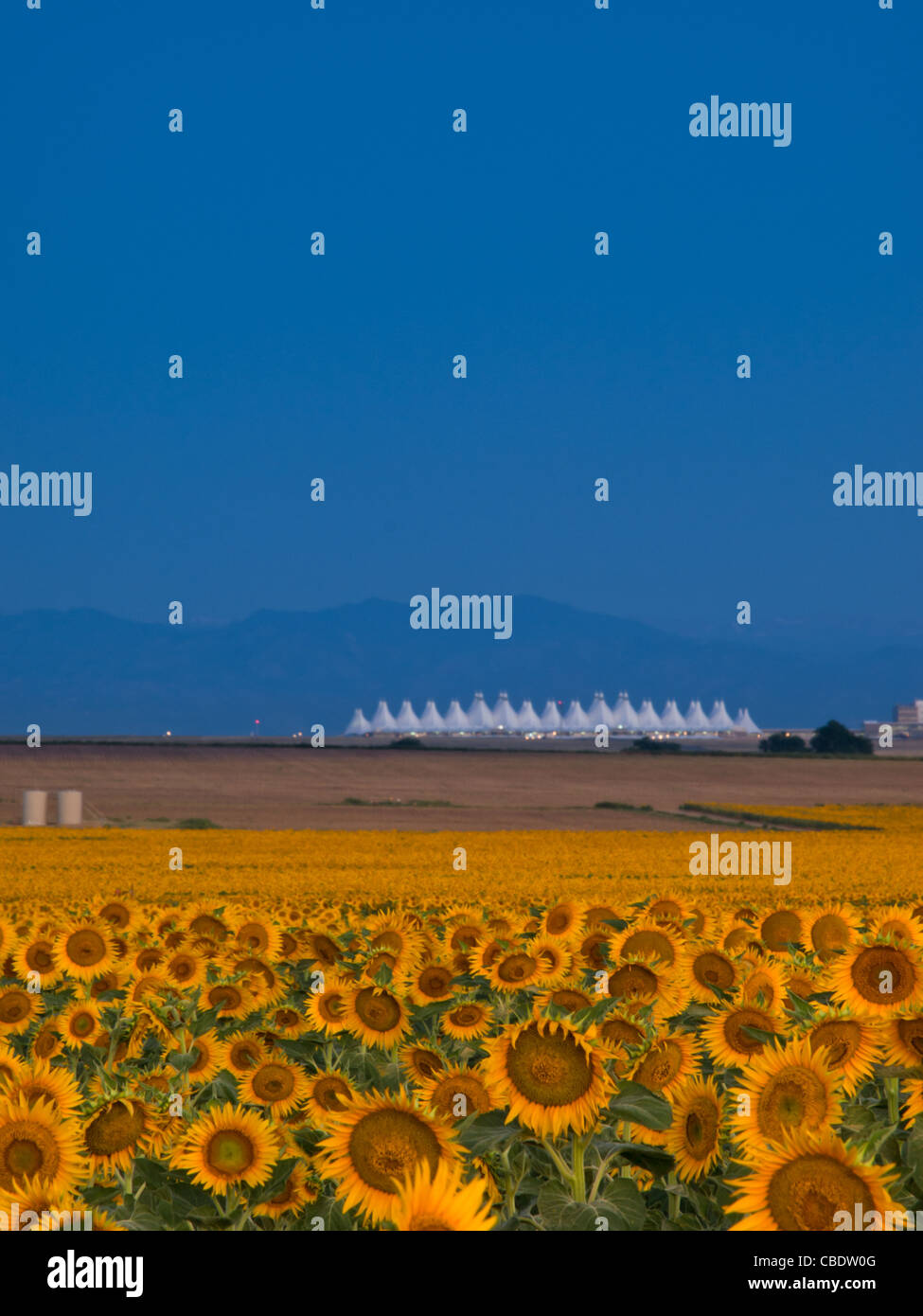 Sunflower field with Denver International Airport in the background ...