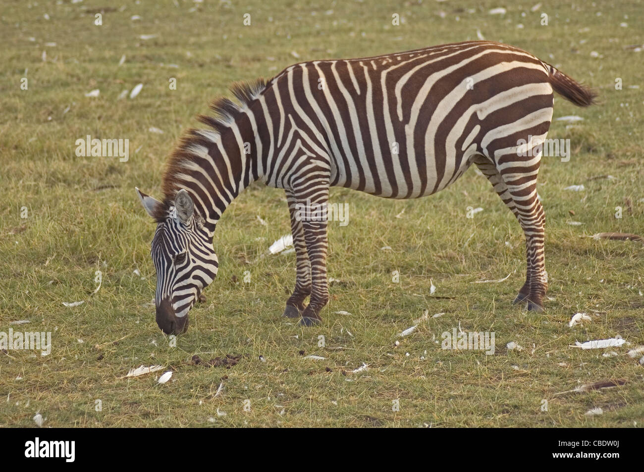KENYA, Masai Mara, Burchell’s Zebra, Equus Burchelli Stock Photo - Alamy