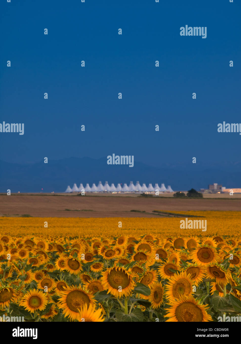 Sunflower field with Denver International Airport in the background ...