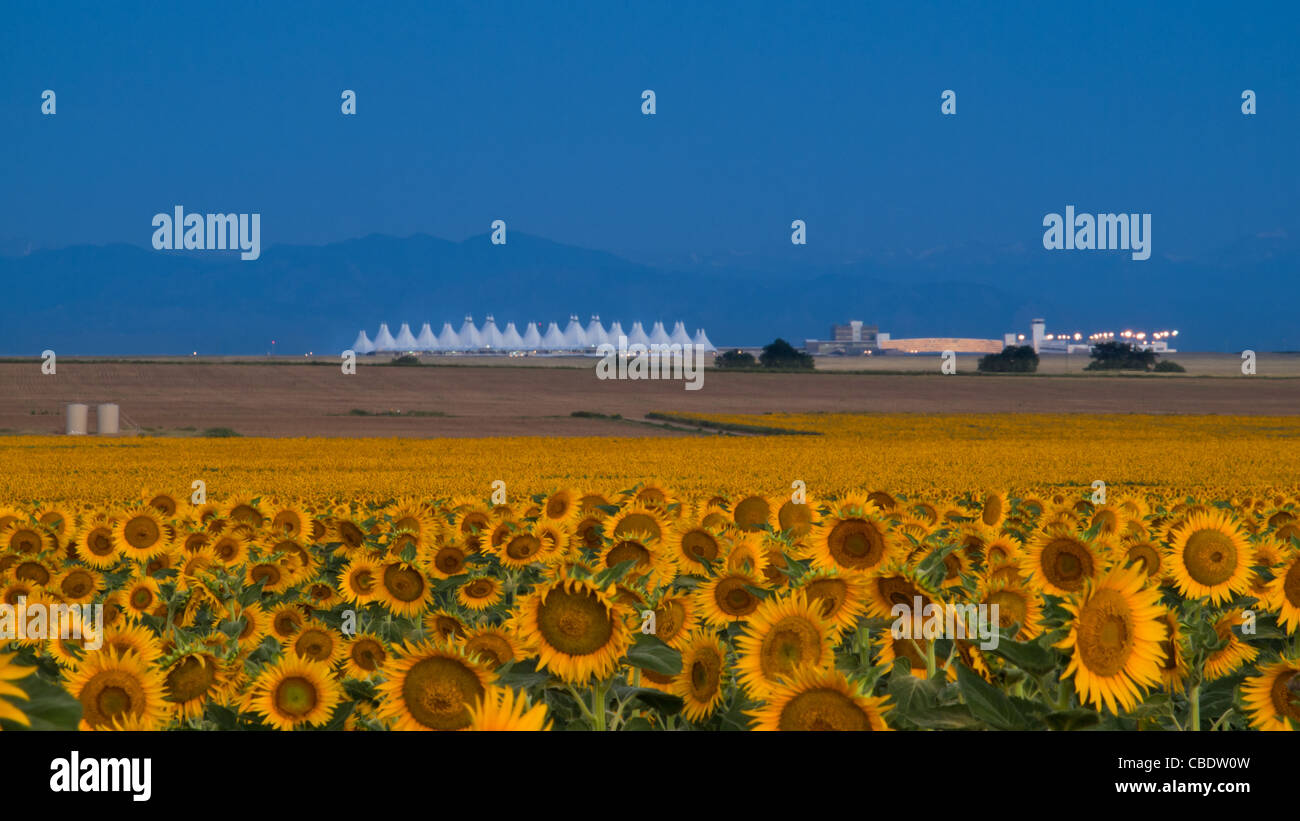 Sunflower field with Denver International Airport in the background ...