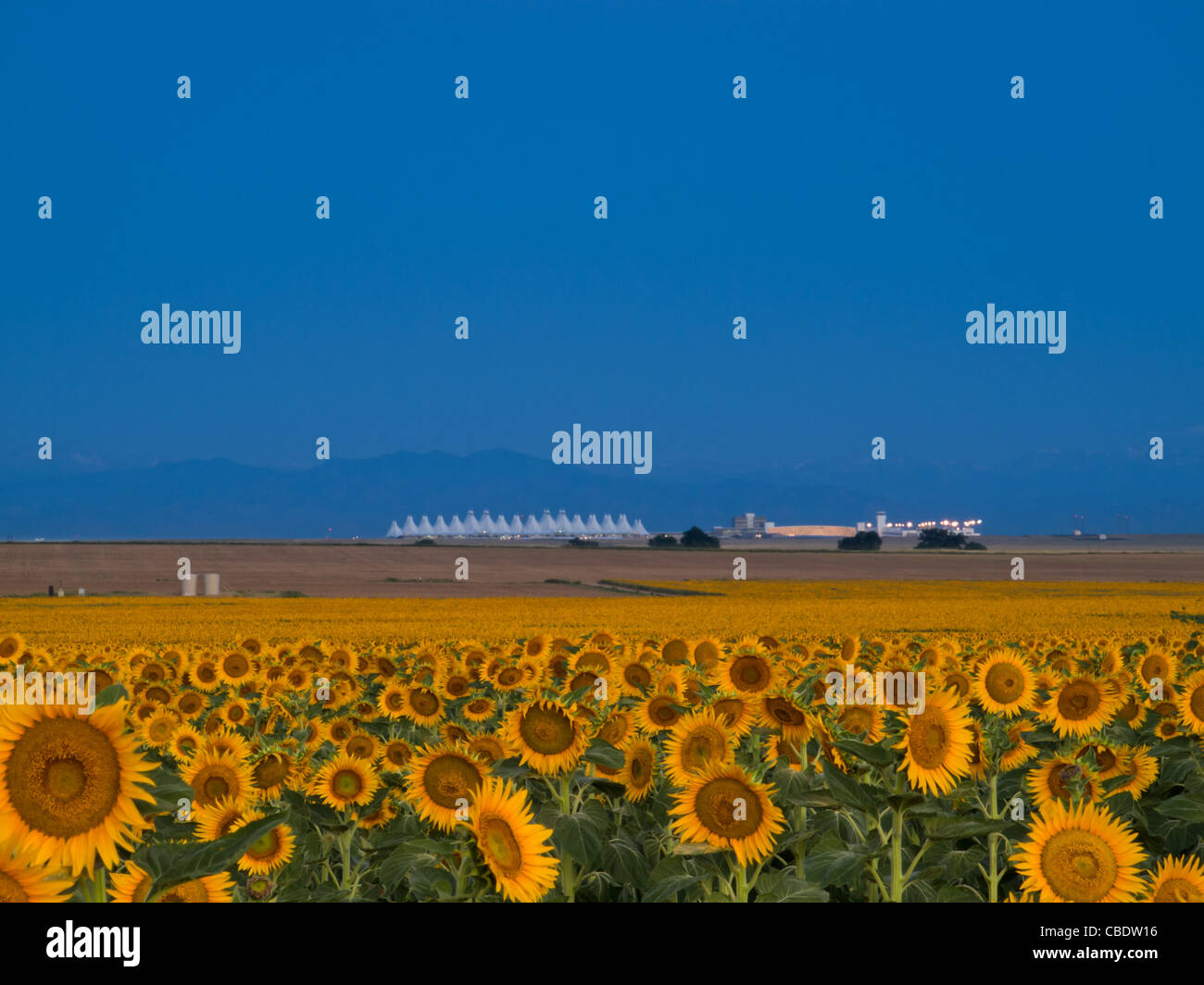 Sunflower field with Denver International Airport in the background ...