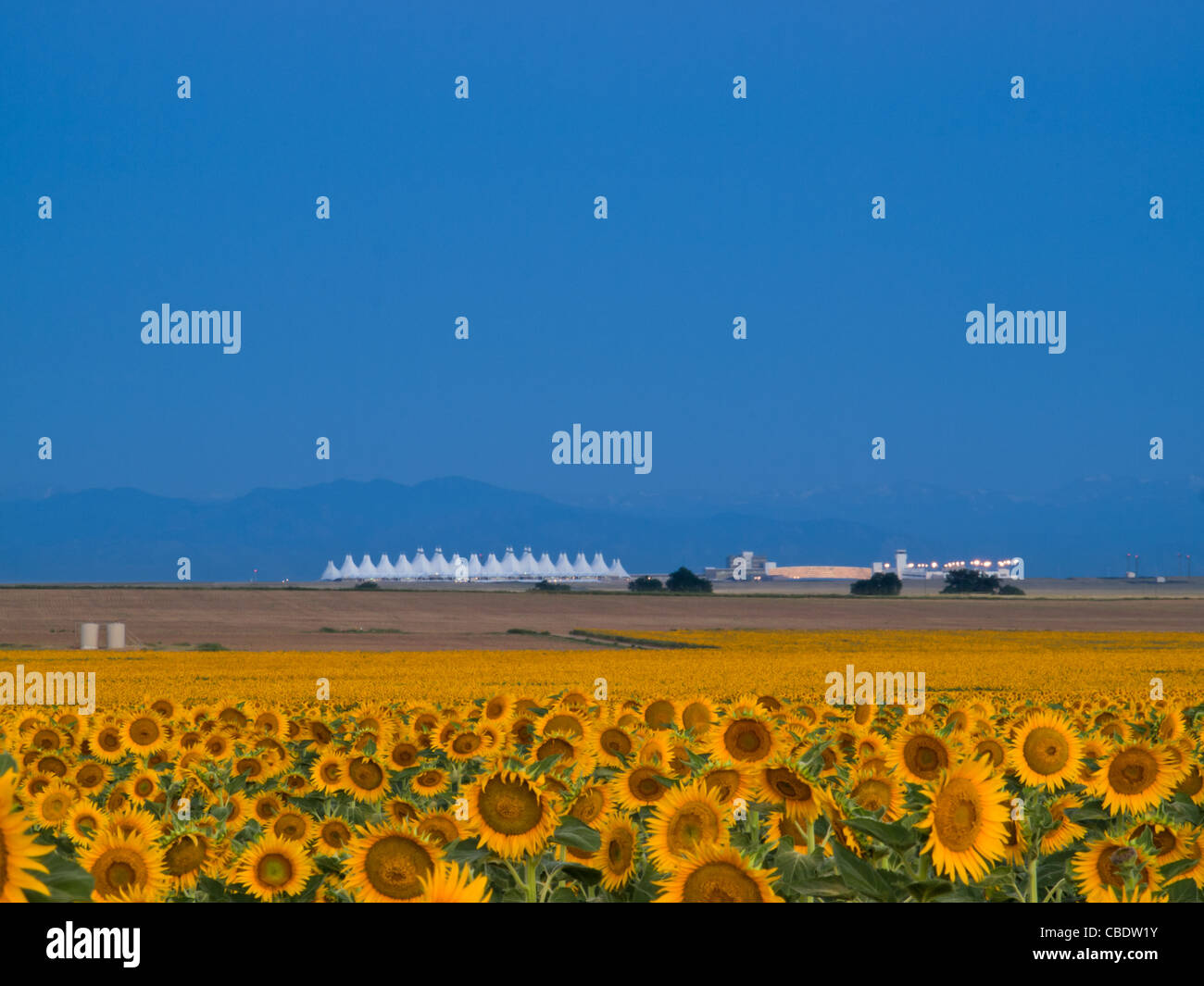 Sunflower field with Denver International Airport in the background ...