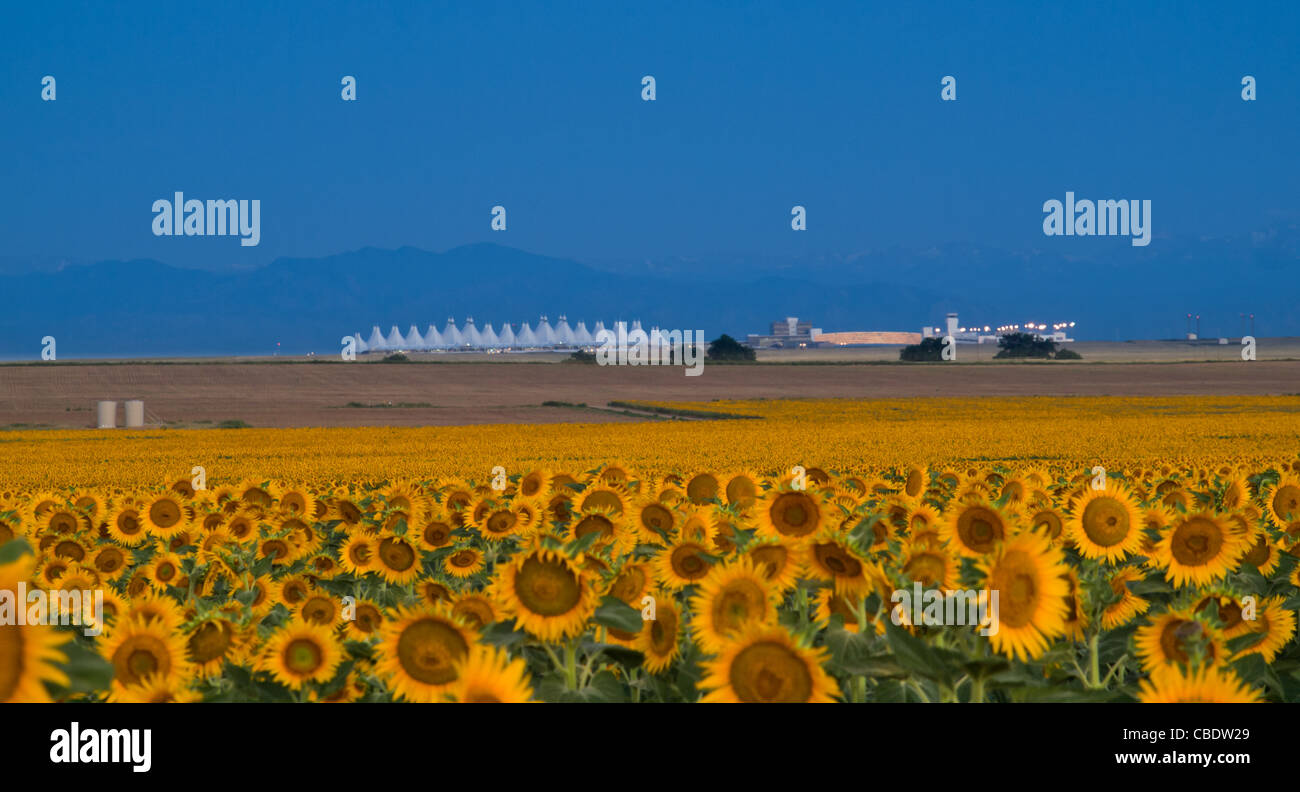 Sunflower field with Denver International Airport in the background ...
