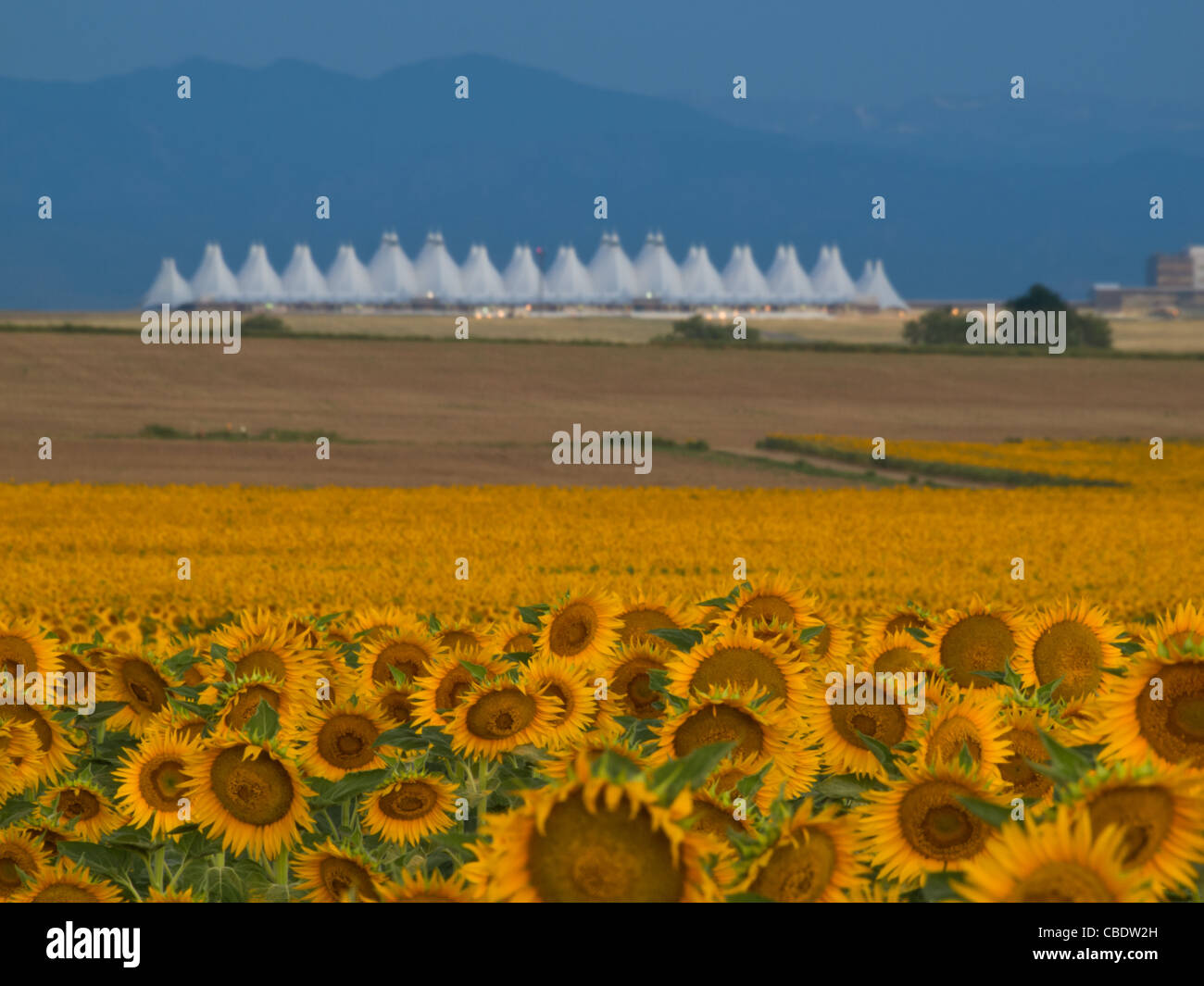 Sunflower field with Denver International Airport in the background ...