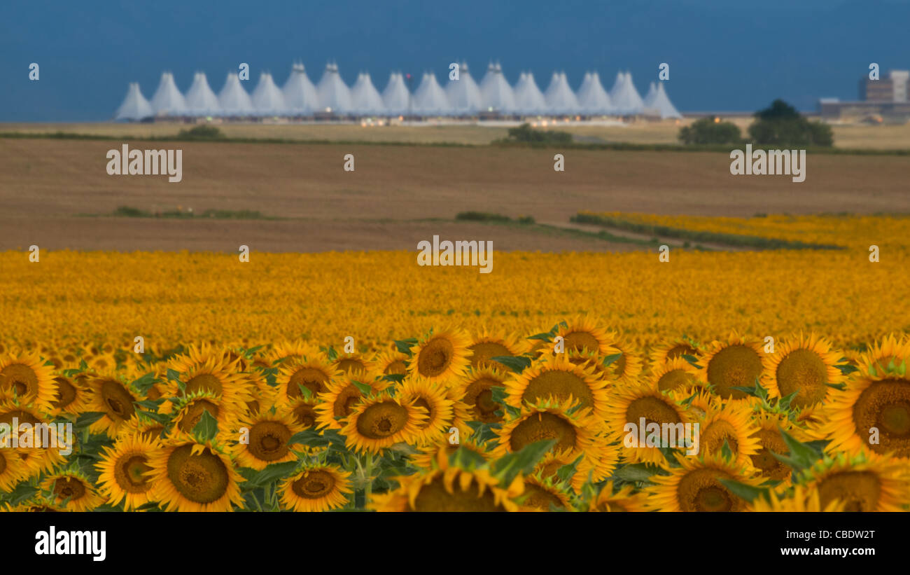 Sunflower field with Denver International Airport in the background ...