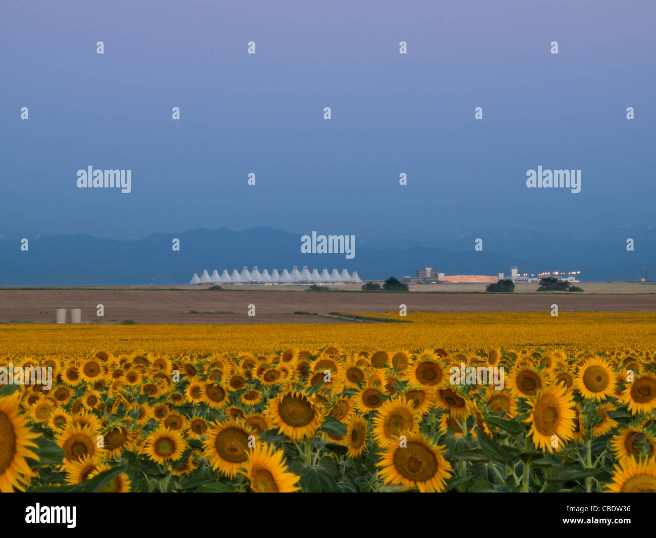 Sunflower field with Denver International Airport in the background ...