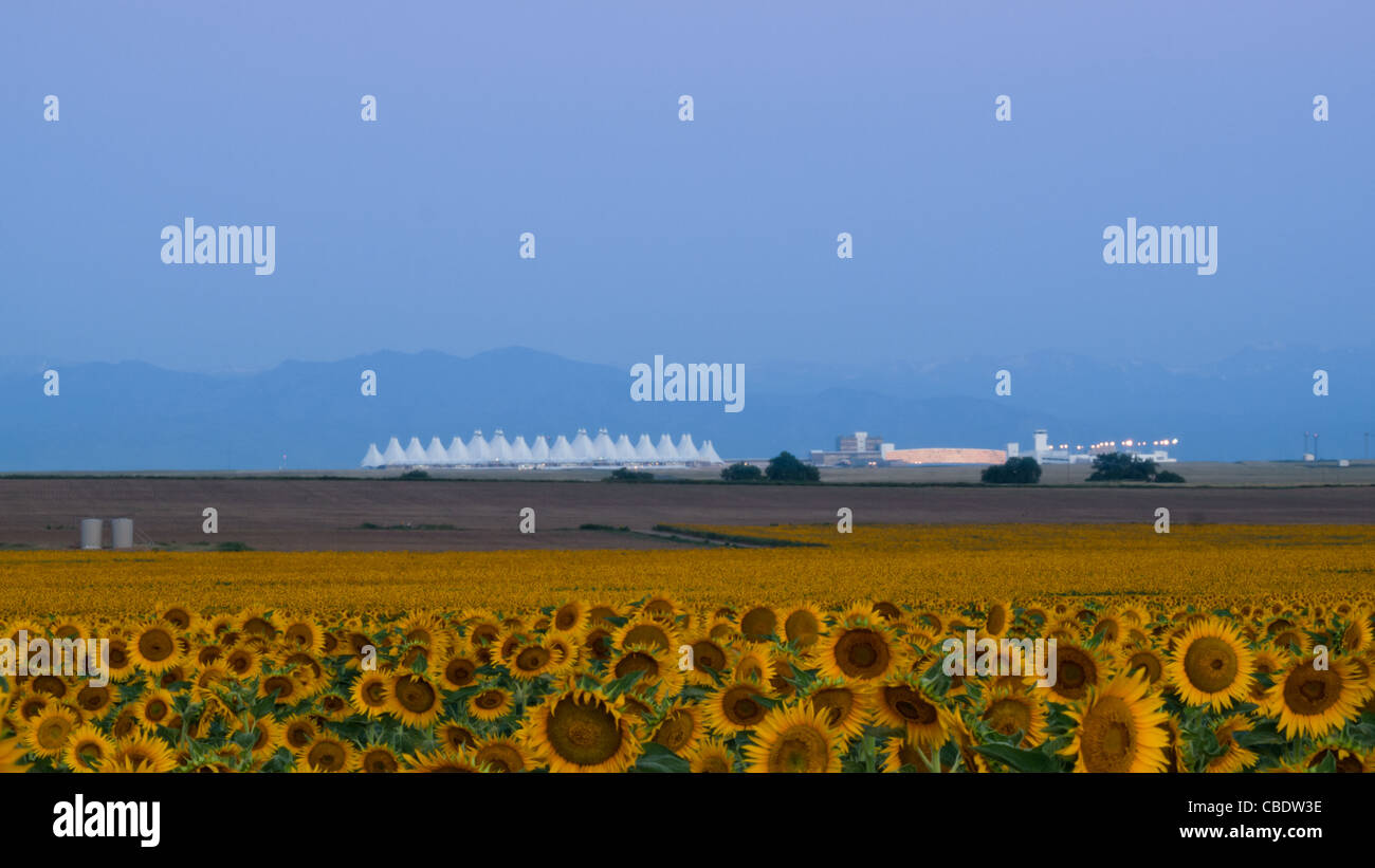 Sunflower field with Denver International Airport in the background ...