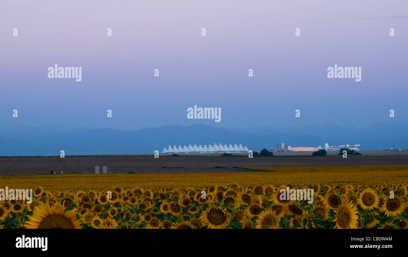 Sunflower field with Denver International Airport in the background ...