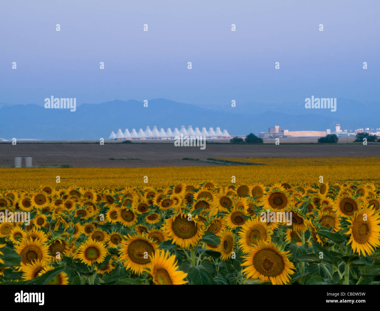 Sunflower field with Denver International Airport in the background ...