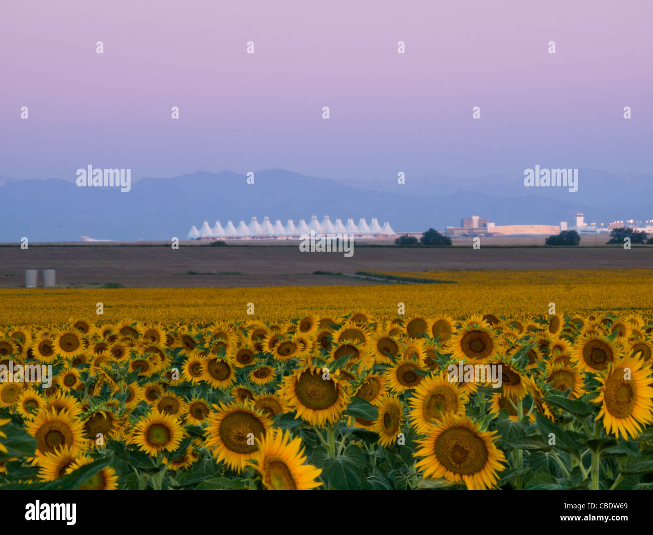 Sunflower field with Denver International Airport in the background ...