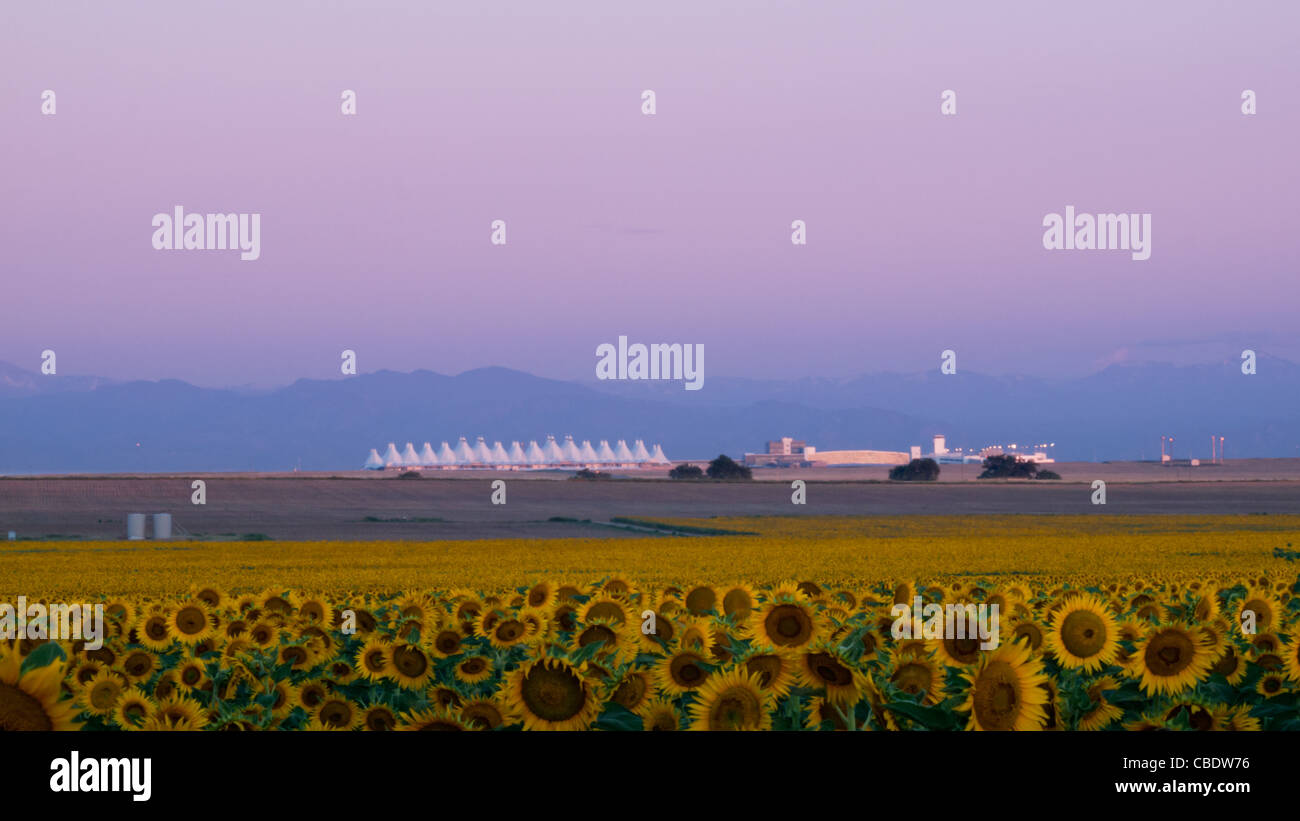 Sunflower field with Denver International Airport in the background ...
