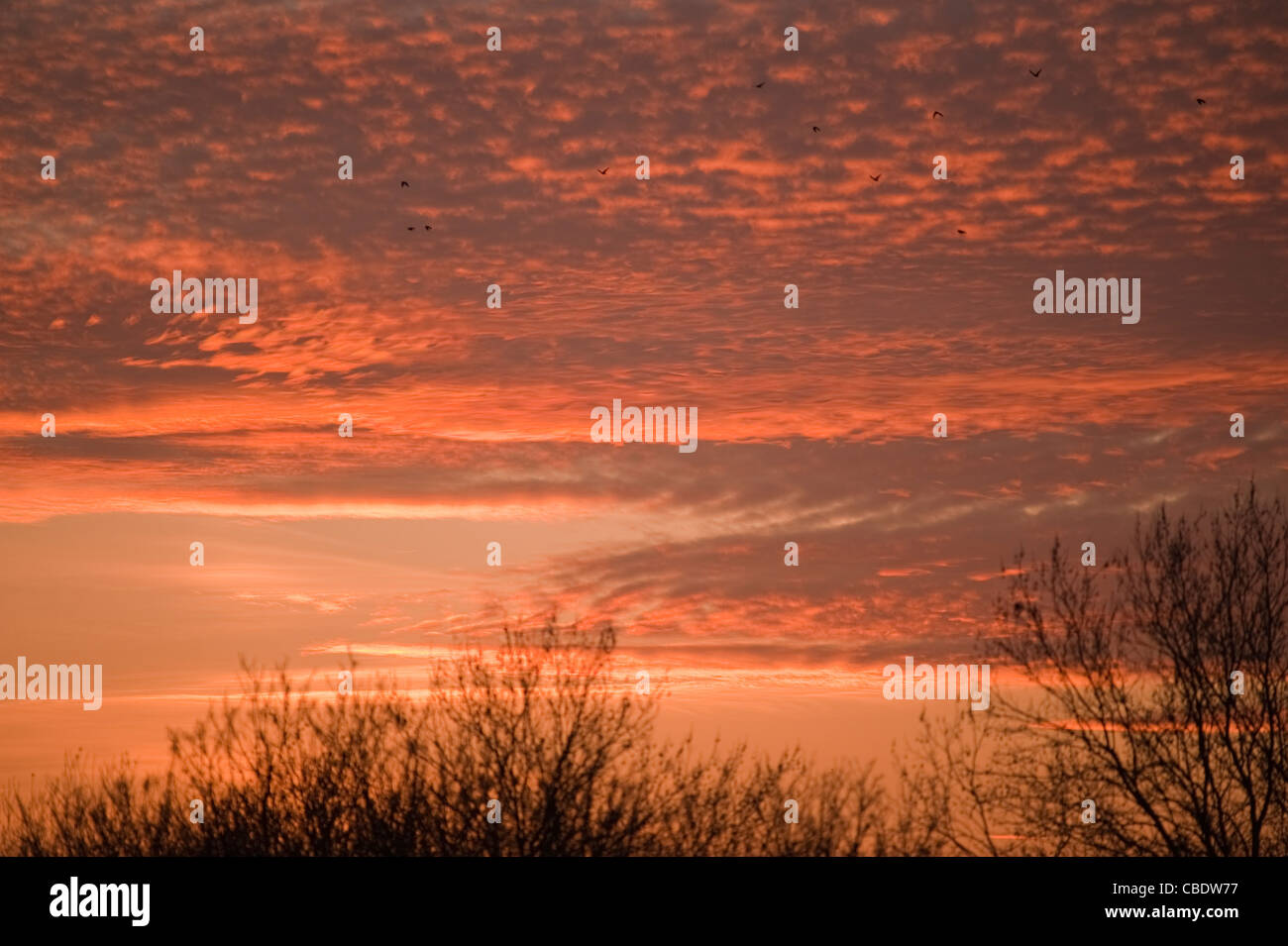 Red sky above trees in winter Stock Photo - Alamy