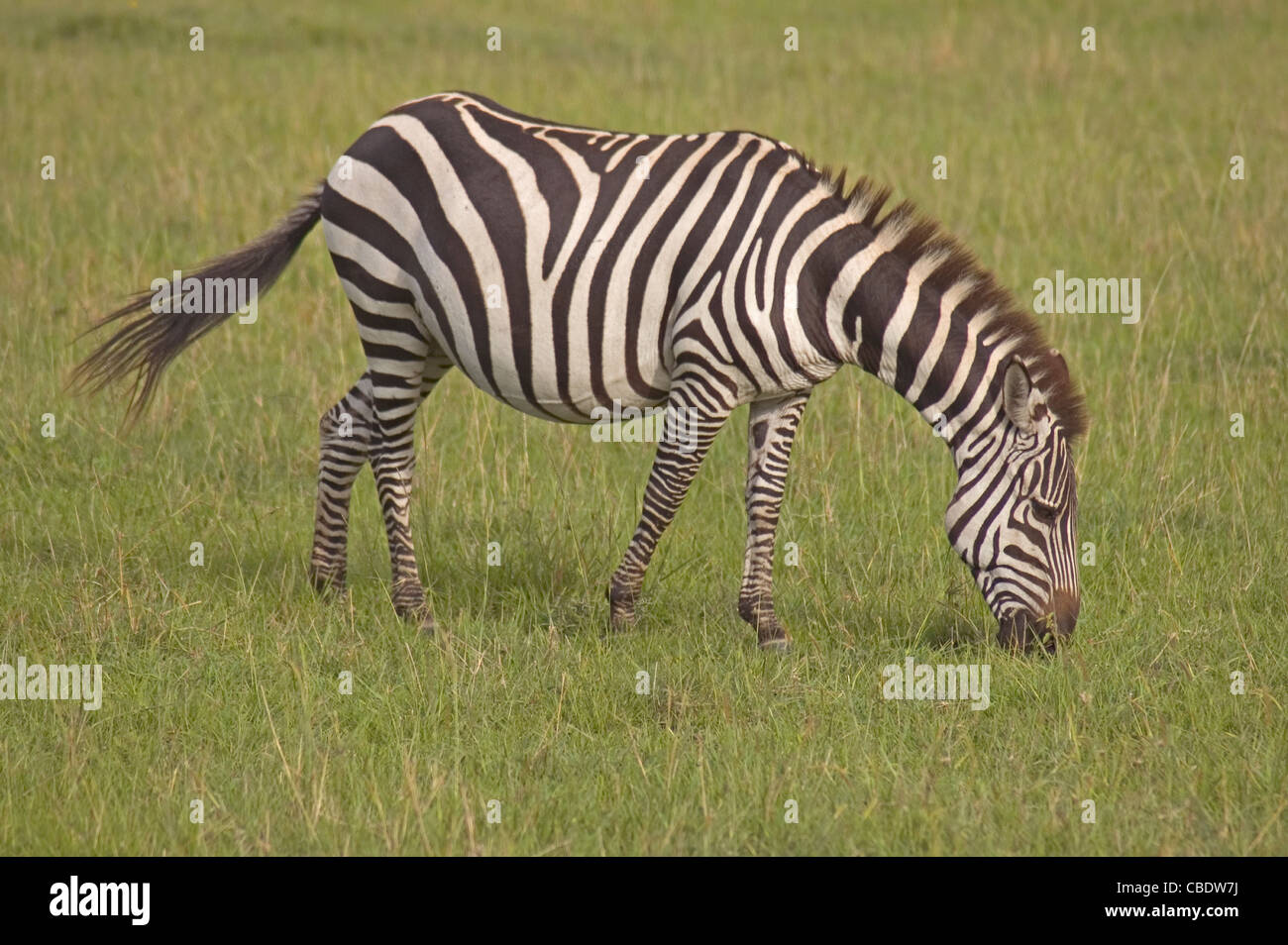 Zebra mule hi-res stock photography and images - Alamy