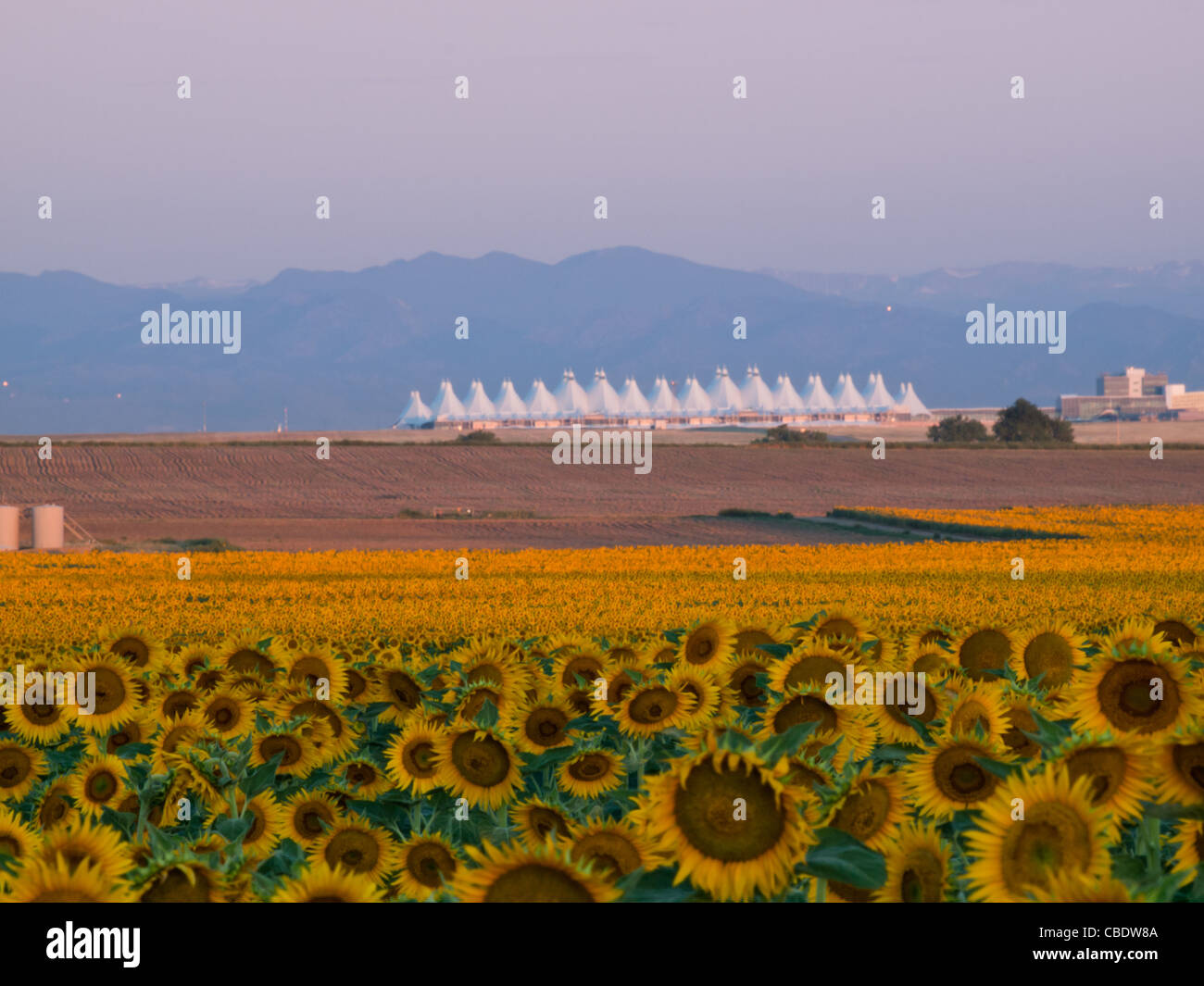 Sunflower field with Denver International Airport in the background ...