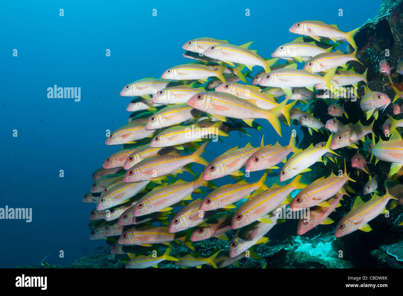 School of yellow striped Goatfish on a coral reef off Bali, Indonesia ...