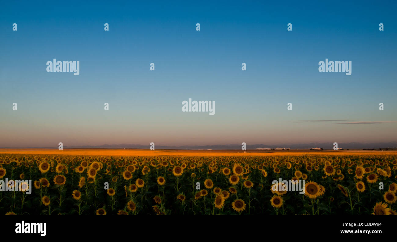 Sunflower field denver international airport hi-res stock photography ...