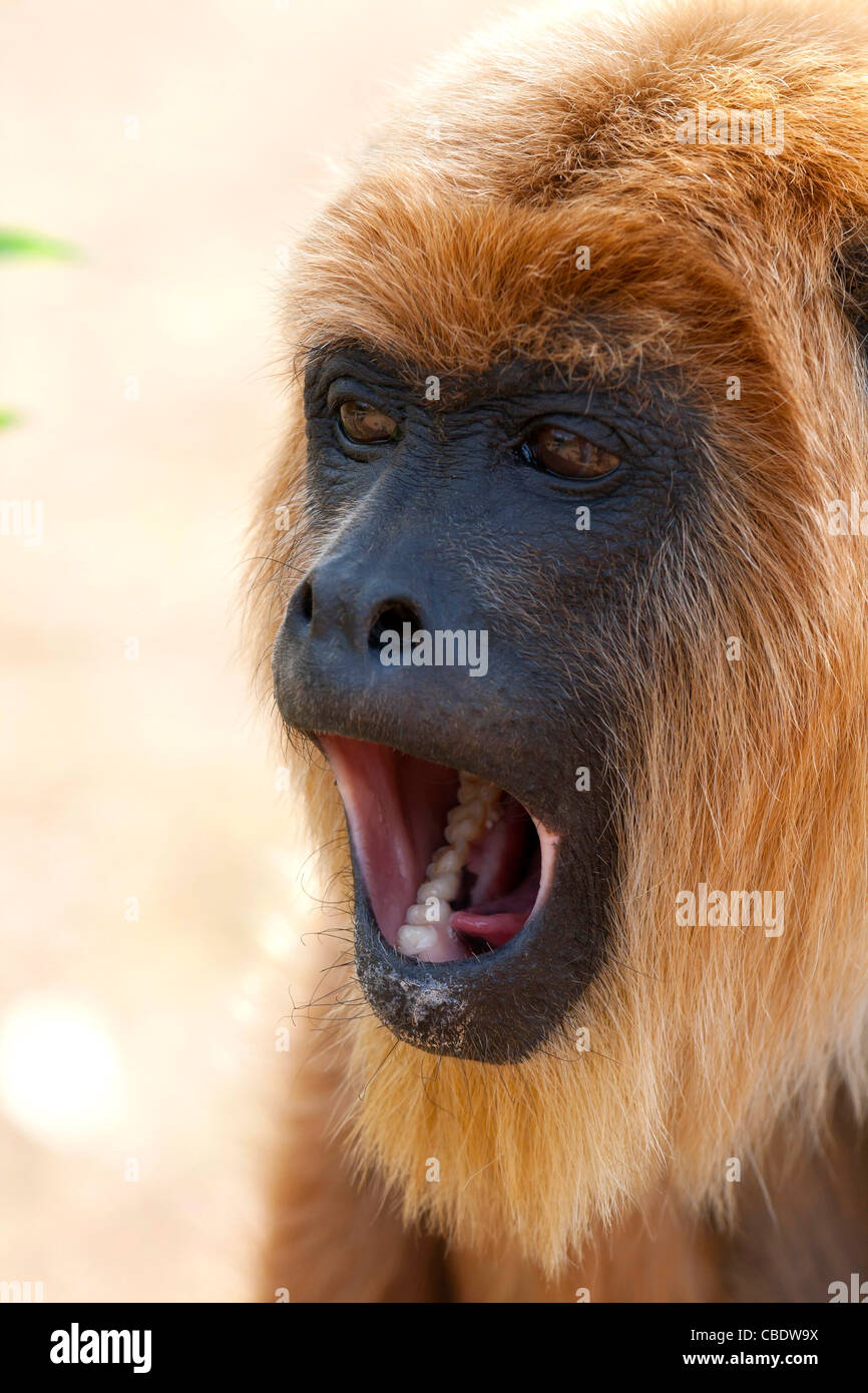 Hyoid bone monkey High Resolution Stock Photography and Images - Alamy