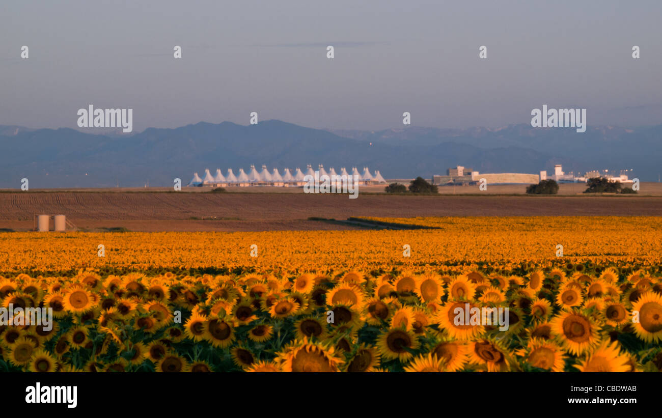Sunflower field with Denver International Airport in the background ...